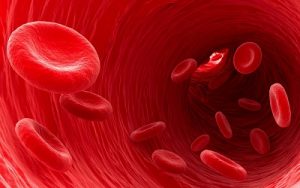 Qué Significa HCM en un Análisis de Sangre - EsLife
