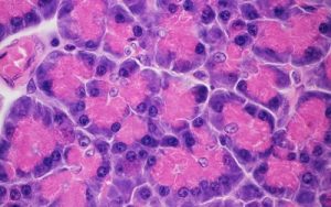 Basófilos Altos. Significado, Causas y Tratamiento de la Basofilia - EsLife